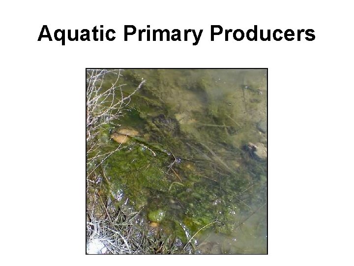 Lab 12 d O 2 Primary Productivity Aquatic