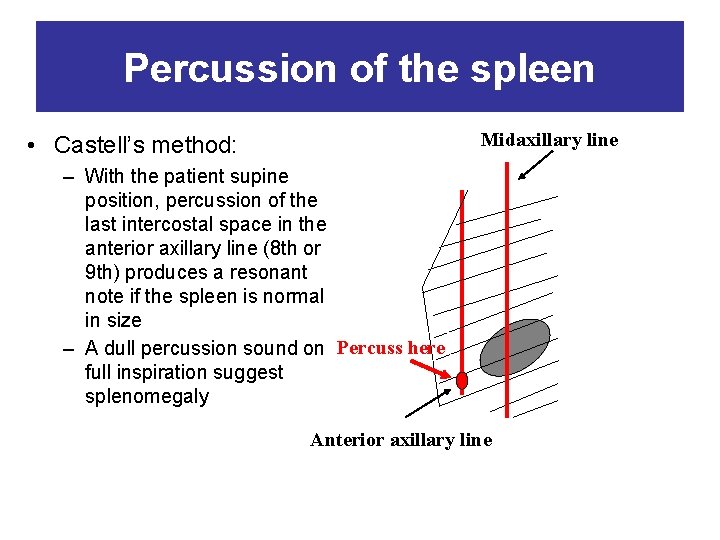 Investigation of the abdomen Dr Szathmri Mikls Semmelweis