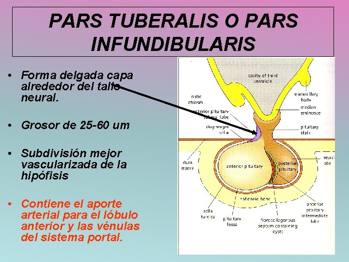 SISTEMA ENDCRINO Hipfisis Tiroides Suprarrenales Dra Elena Morales