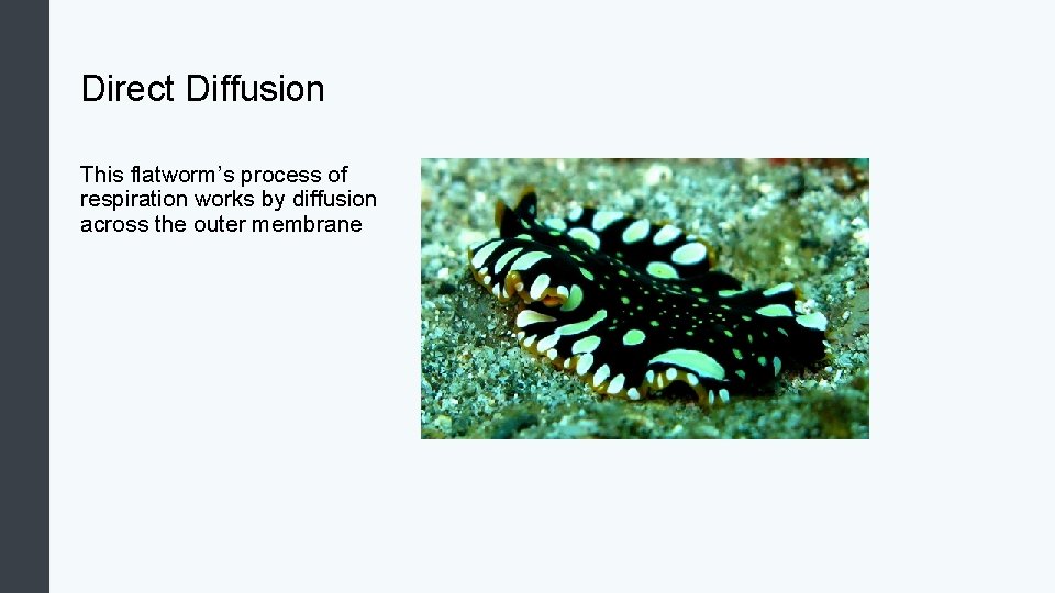 Respiratory System Biology for Majors Direct Diffusion This