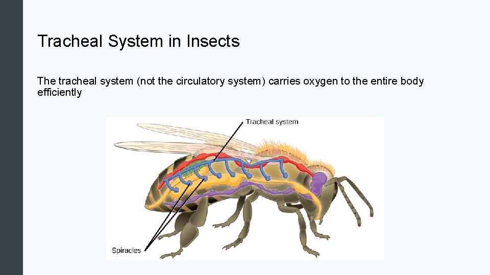 Respiratory System Biology for Majors Direct Diffusion This