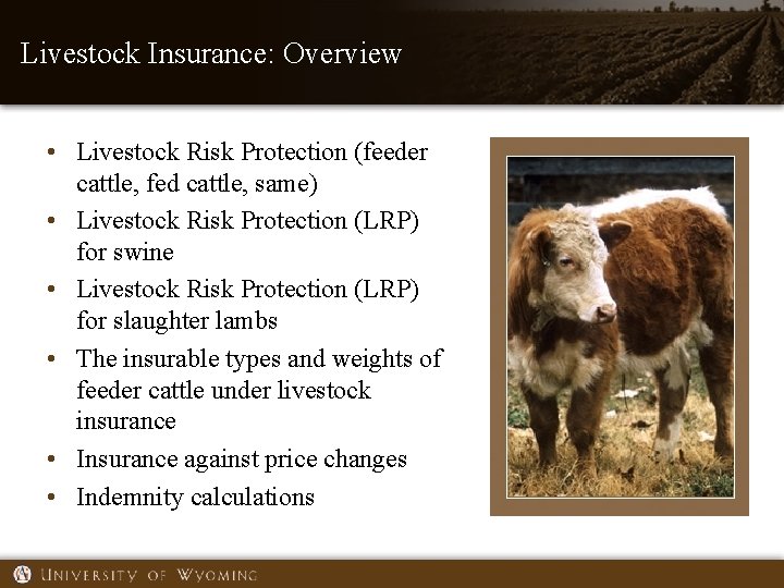 Livestock Insurance Overview Livestock Risk Protection feeder cattle