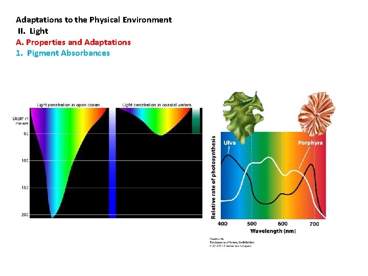 Adaptations to the Physical Environment II Light A