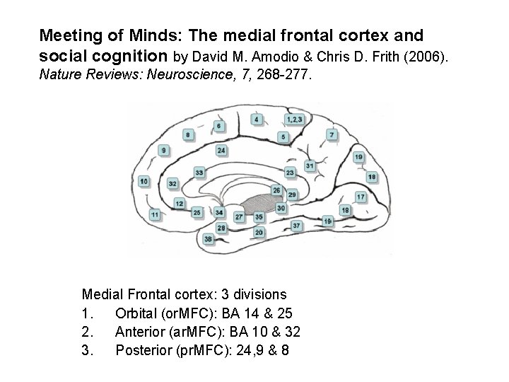 Meeting of Minds The medial frontal cortex and