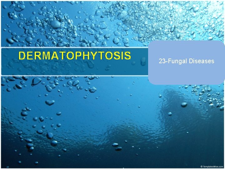DERMATOPHYTOSIS 23 Fungal Diseases Histopathology 1 2 3