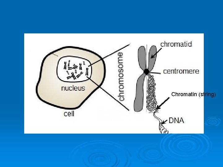 Cell Cycle The dance of the chromosomes 3