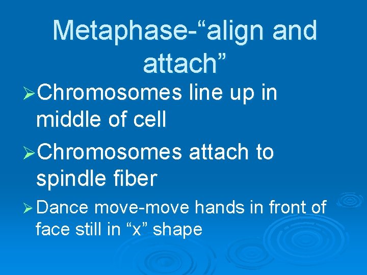 Cell Cycle The dance of the chromosomes 3