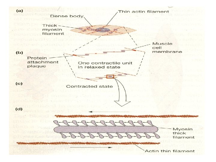 SMOOTH MUSCLE Dr Ayisha Qureshi MBBS MPhil Assistant