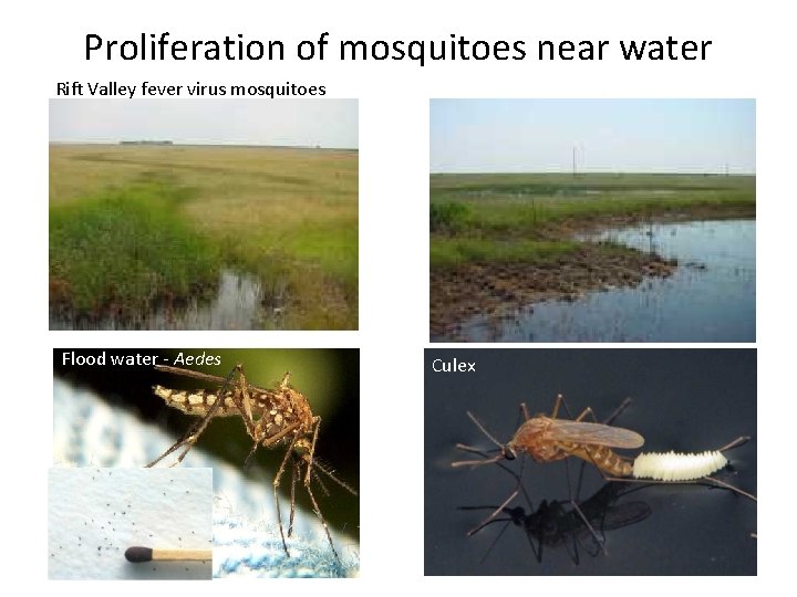 Overview of emerging and detection of arboviral disease