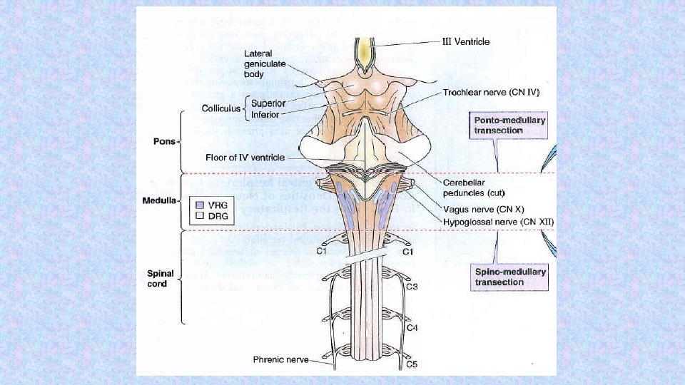Respiratory system Buckethandle and waterpump handle effects PLEURA