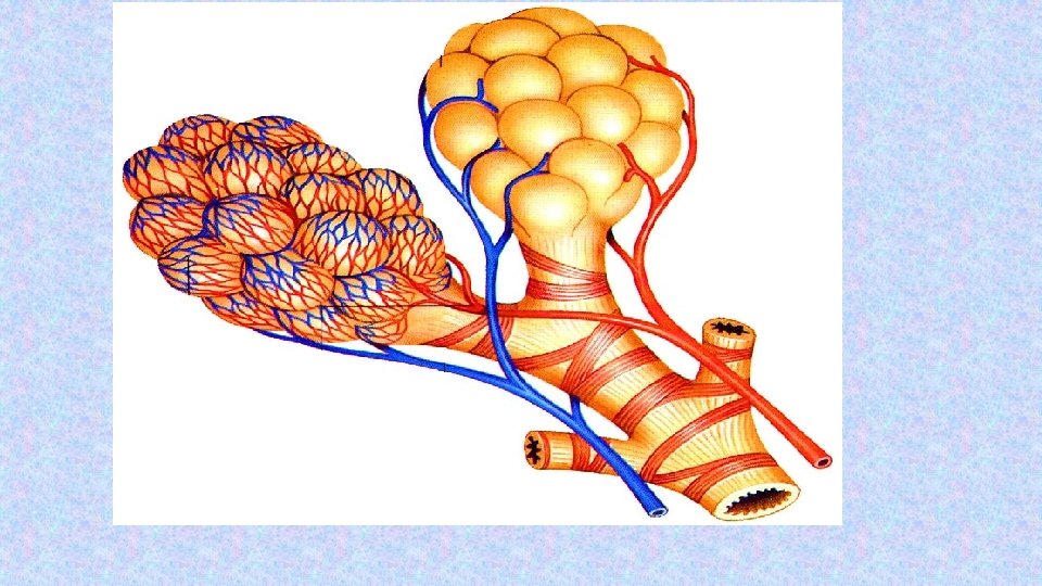 Respiratory system Buckethandle and waterpump handle effects PLEURA
