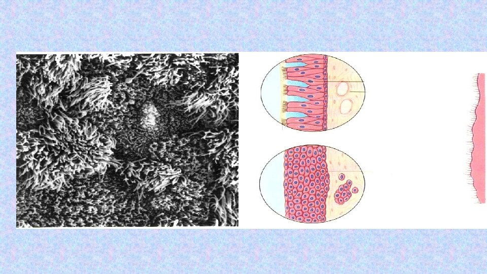 Respiratory system Buckethandle and waterpump handle effects PLEURA