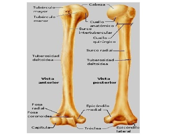 HOMBRO MOVIMIENTOS DEL HOMBRO OSTEOLOGIA Y SUS MUSCULOS