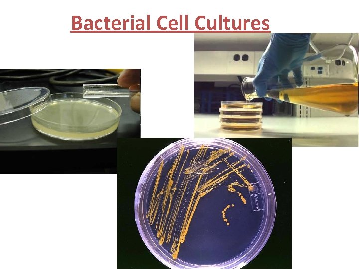 4 2 Sources of DNA Background Nature DNA