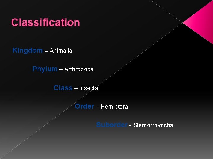 Sternorrhyncha Prathyusha Pemmaraju BCHS 4324 Classification Kingdom ...