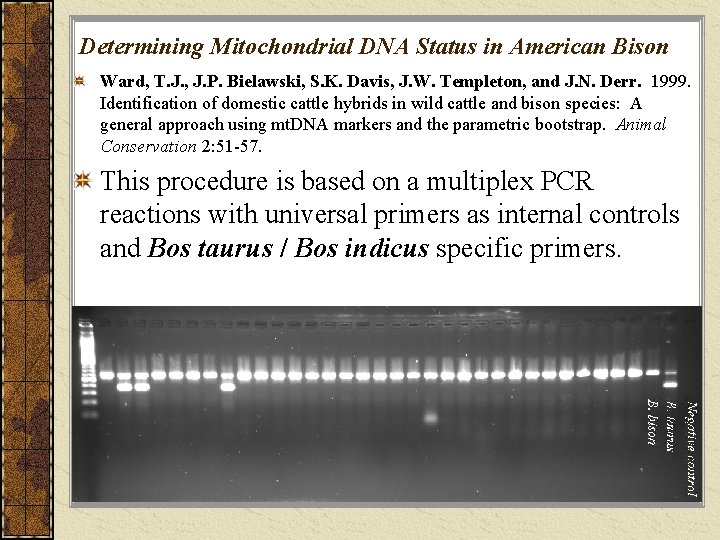 Is Genetic Integrity Important in the Ecological Restoration