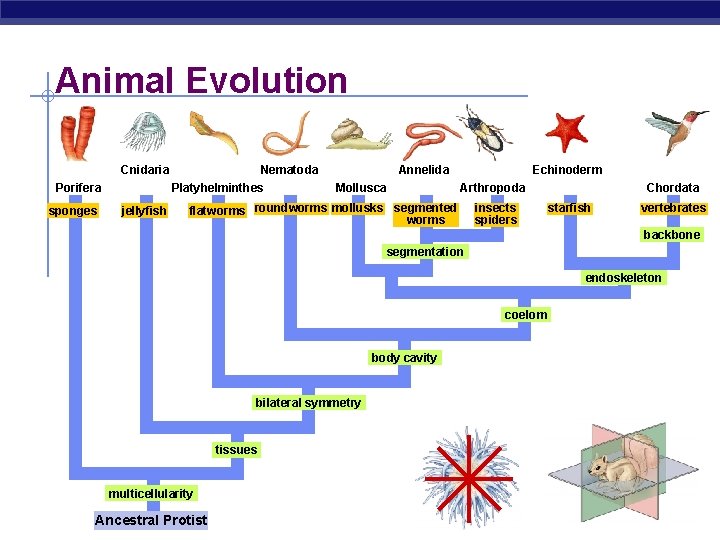 Kingdom Animals Domain Eukarya Domain Bacteria AP Biology