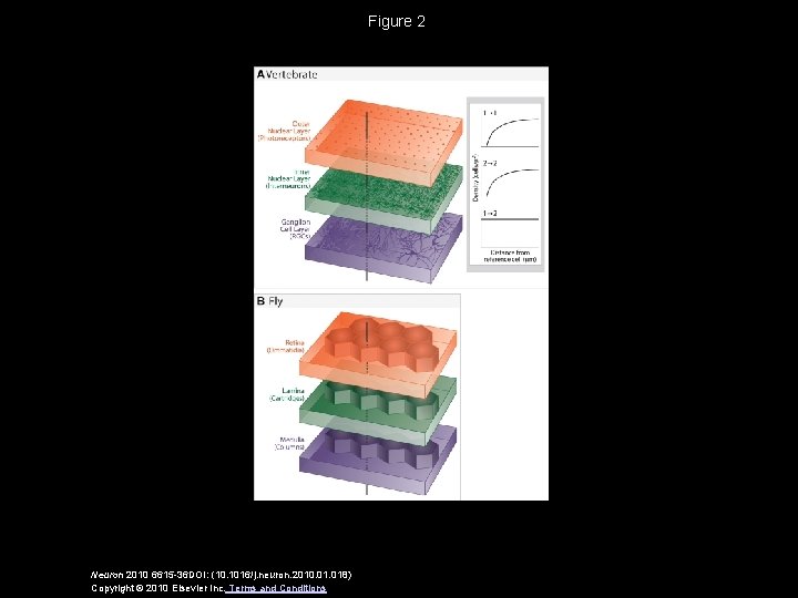 Design Principles of Insect and Vertebrate Visual Systems