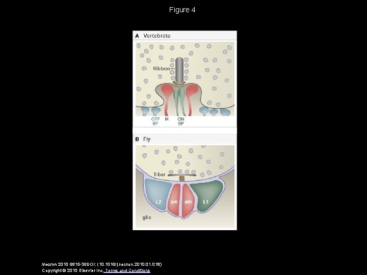 Design Principles of Insect and Vertebrate Visual Systems