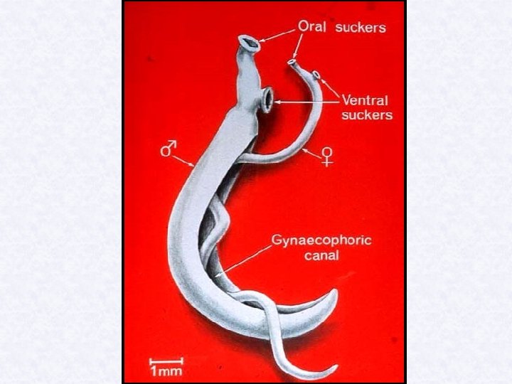 Remember Autoinfection Mode of infection Infective stage Definitive