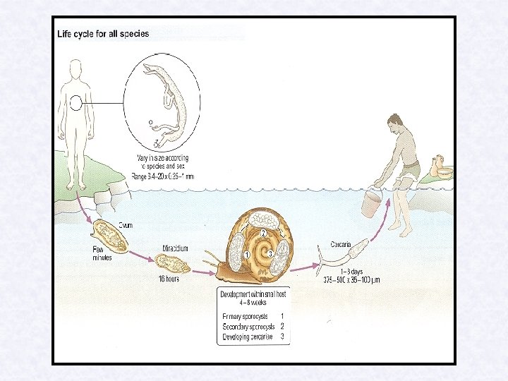 Remember Autoinfection Mode of infection Infective stage Definitive