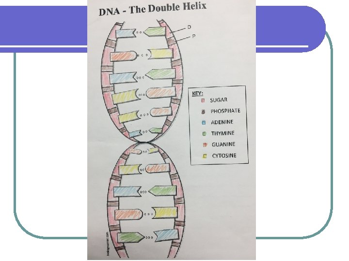 Activity 42 DNA STRUCTURE EACH CELL IN YOUR