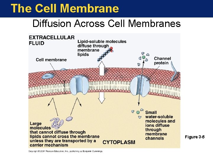 Essentials of Anatomy Physiology 4 th Edition Martini