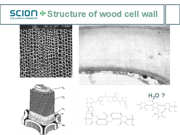 Properties of cell walls prepared using supercritical fluids
