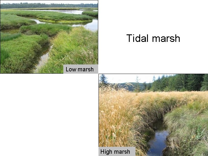 Building a Blueprint for Tidal Wetland Salmon Habitat