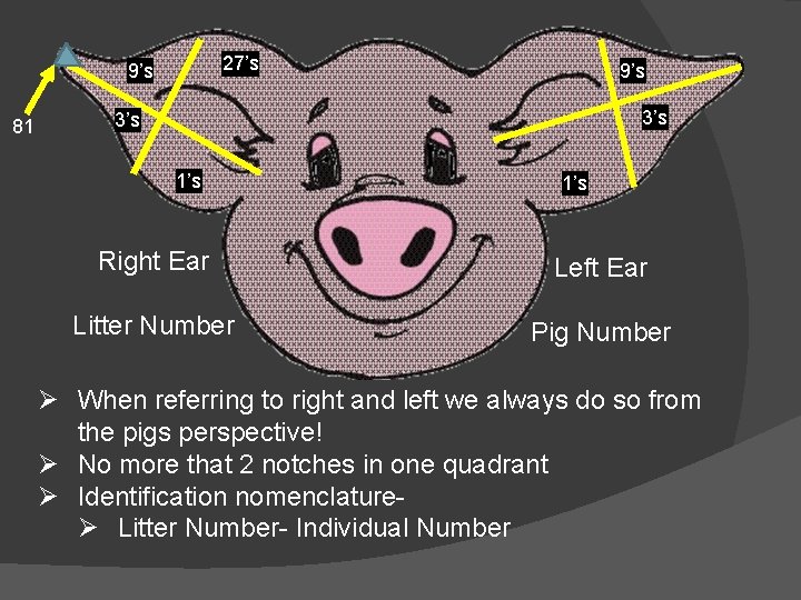 BREEDING HOGS AGRI 1419 LABORATORY BREEDS OF SWINE