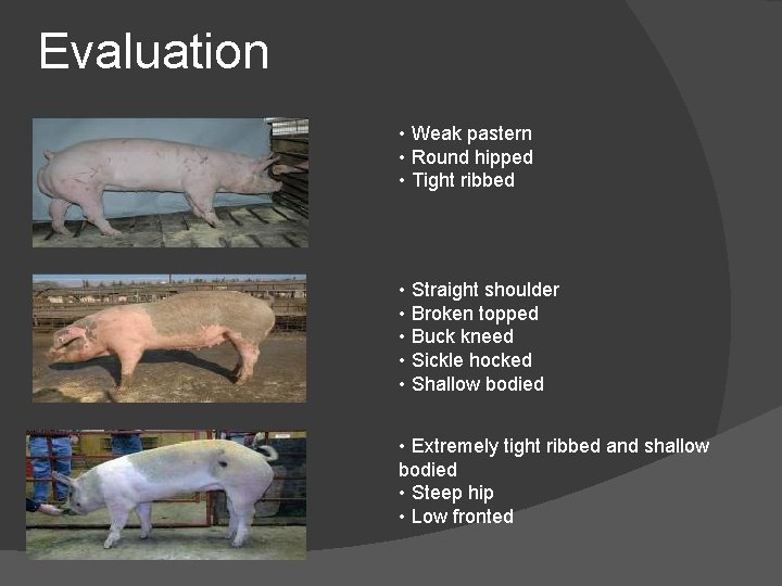 BREEDING HOGS AGRI 1419 LABORATORY BREEDS OF SWINE