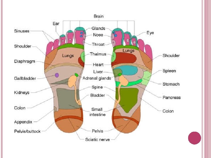 REFLEXOLOGY TIPS FOR THE NECK SPINE HIPS AND
