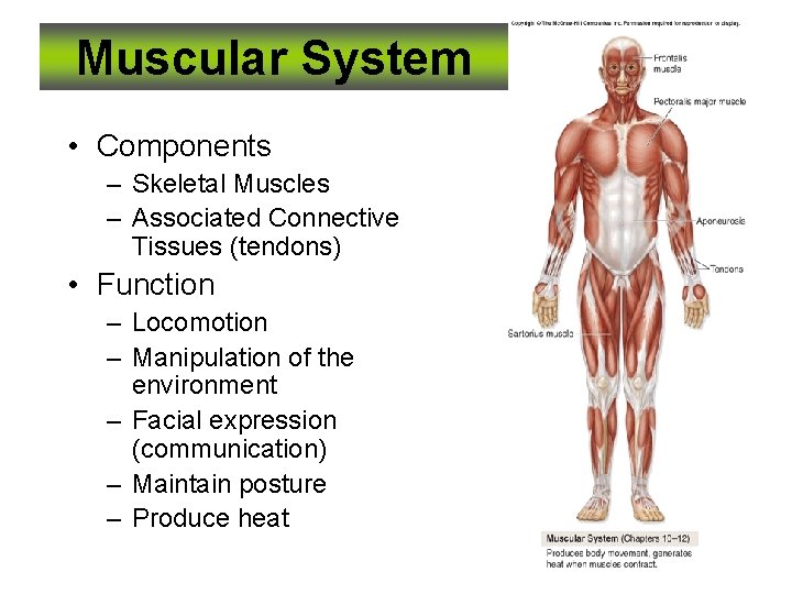 Essentials of Human Anatomy Introduction Chapter 1 Dr