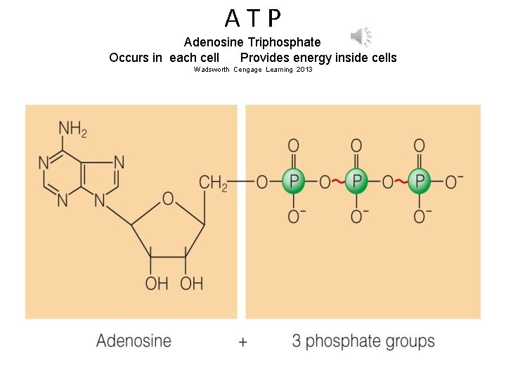 Understanding Nutrition Class 4 R Noble Metabolism Energy