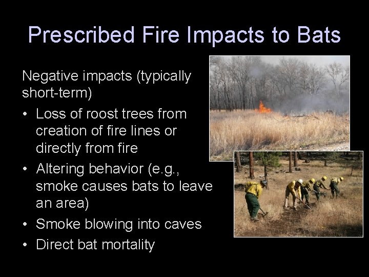 Indiana Bats Fire and the Endangered Species Act