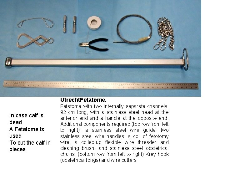 To pull out the calf in case of