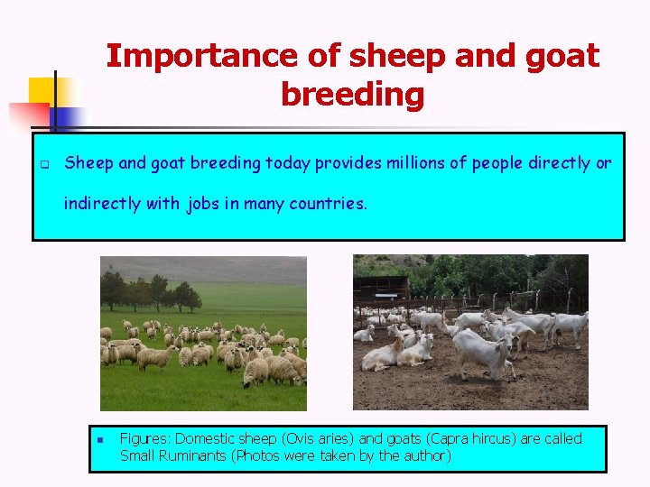 SHEEP and GOAT BREEDING Prof Dr Necmettin NAL