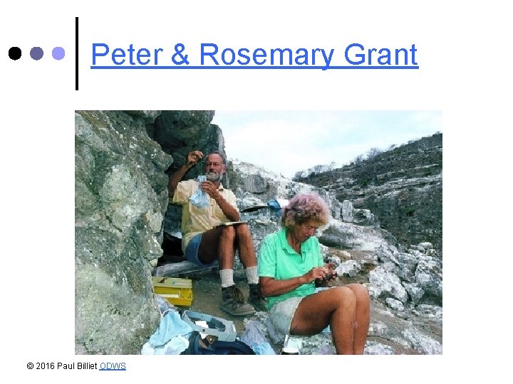 DARWINS FINCHES 2016 Paul Billiet ODWS Adaptive radiation