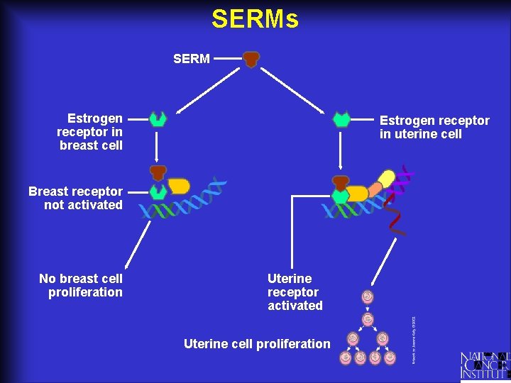 Understanding Cancer and Related Topics Understanding Estrogen Receptors