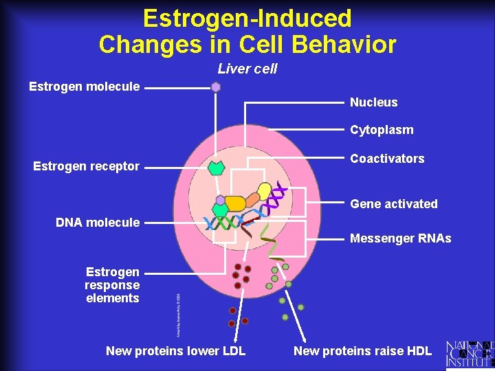 Understanding Cancer and Related Topics Understanding Estrogen Receptors