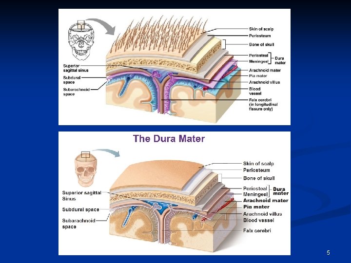 Radiology of common brain diseases 366 RAD 1