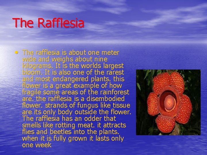 The Rainforest By Chloe Tobin Contents Where are