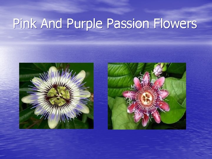 The Rainforest By Chloe Tobin Contents Where are