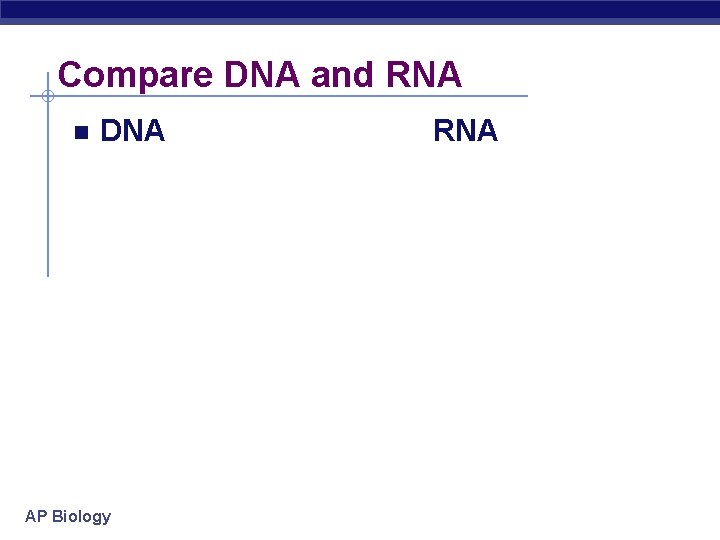 From Gene to Protein How Genes Work AP