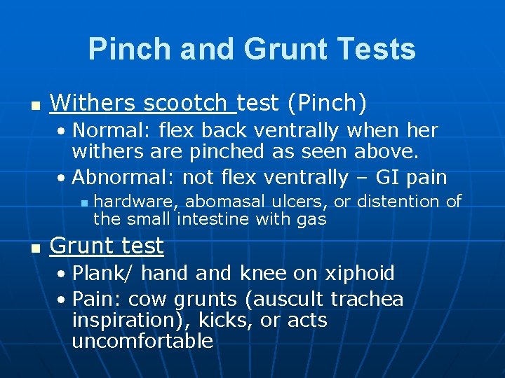 The Physical Examination Cattle II Procedures Equipment Halter