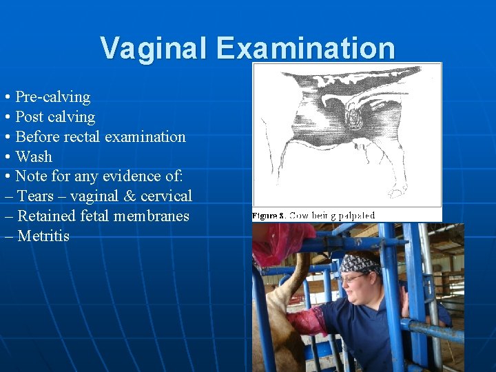 The Physical Examination Cattle II Procedures Equipment Halter