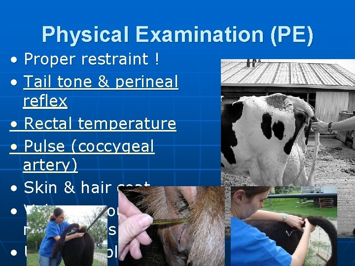The Physical Examination Cattle II Procedures Equipment Halter