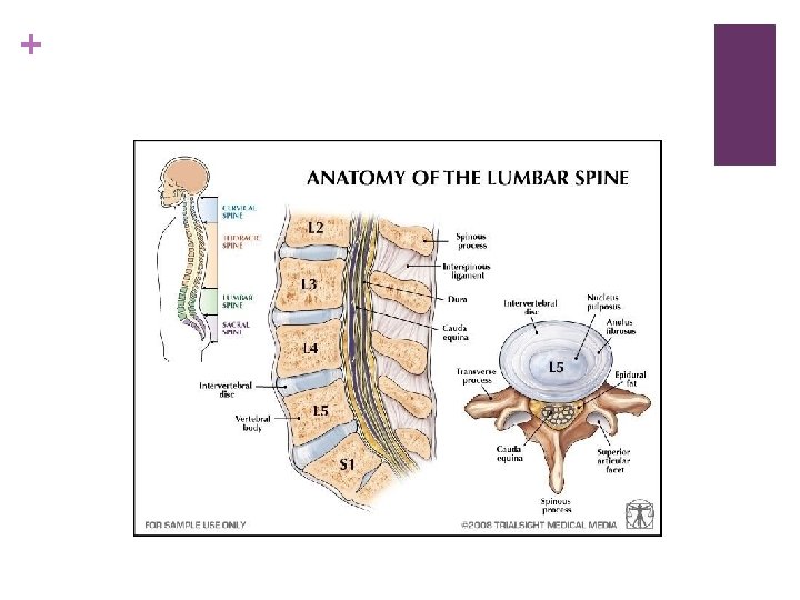 Low Back Pain Julia Del Nero Sara Seidman