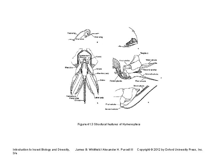 CHAPTER 41 Order Hymenoptera Introduction to Insect Biology