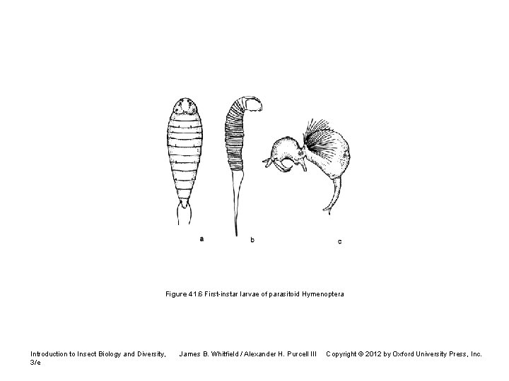CHAPTER 41 Order Hymenoptera Introduction to Insect Biology